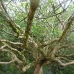 McNeill Life Stories Trees - McNeill Life Stories